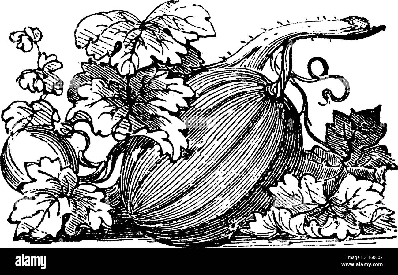 Orange leaf branch line Stock Vector Images - Alamy