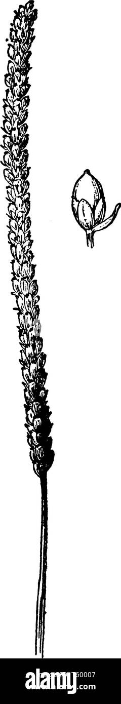 This is Common Plantain spike. The spike is long and thin, vintage line ...