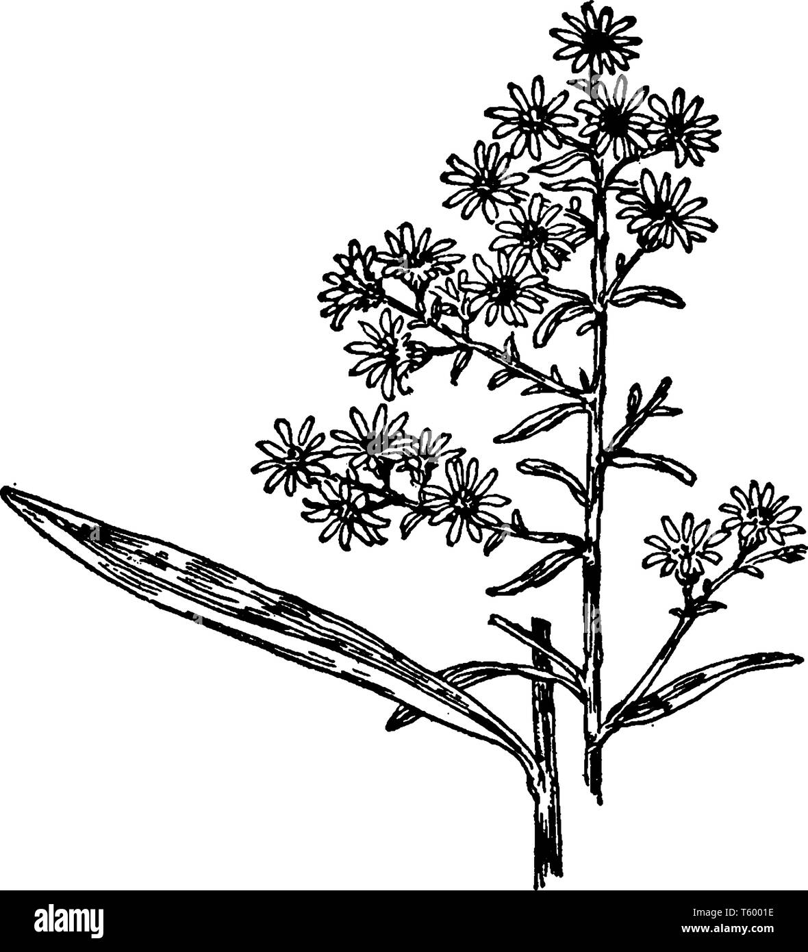 Aster multiflorus Stock Vector Images - Alamy