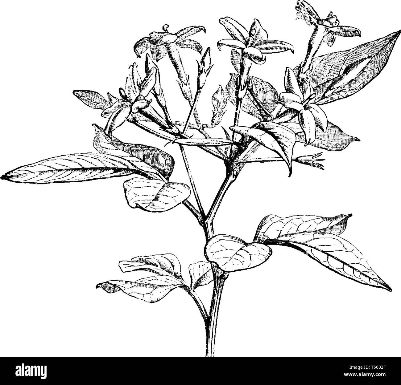 Yellow flowering shrub Stock Vector Images - Alamy