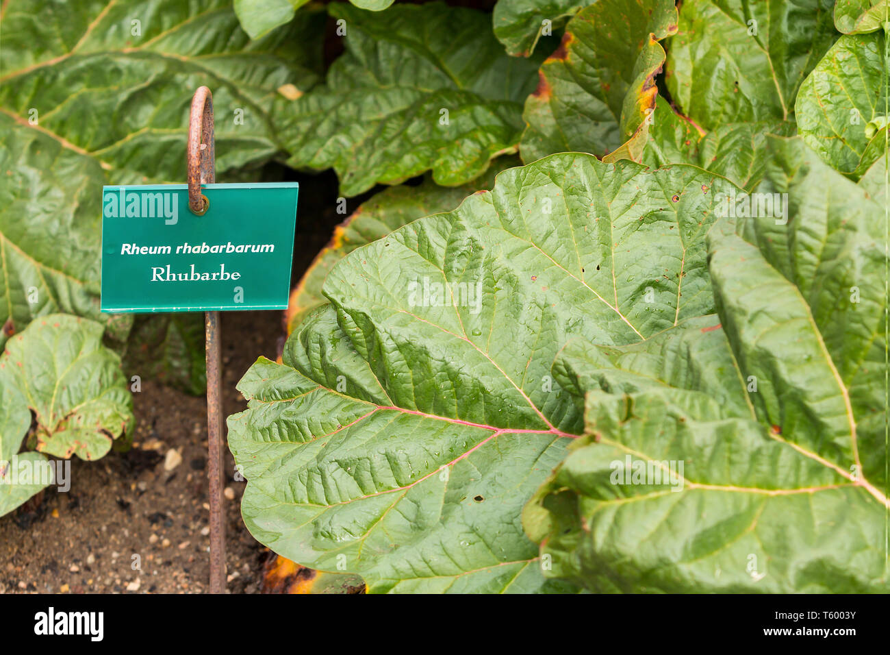Green rhubarb leaf with sign at Villandry kitchen garden. Rhubarb in ...