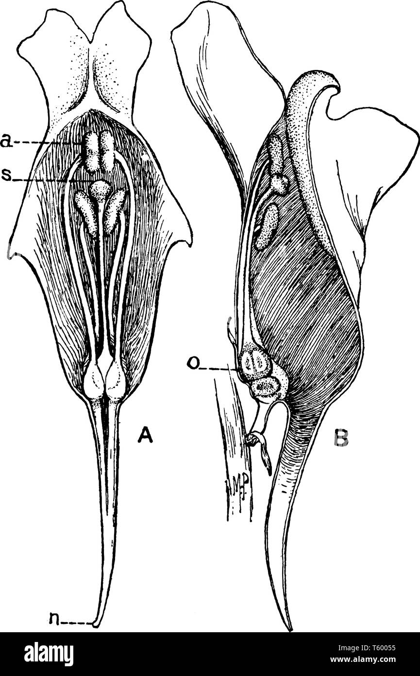 Linaria vulgaris linaria vulgaris Stock Vector Images - Alamy
