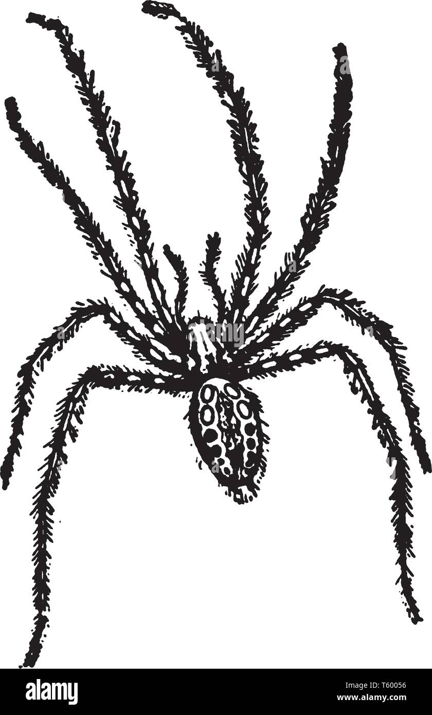 House spider is one of the biggest spiders of Central and Northern ...