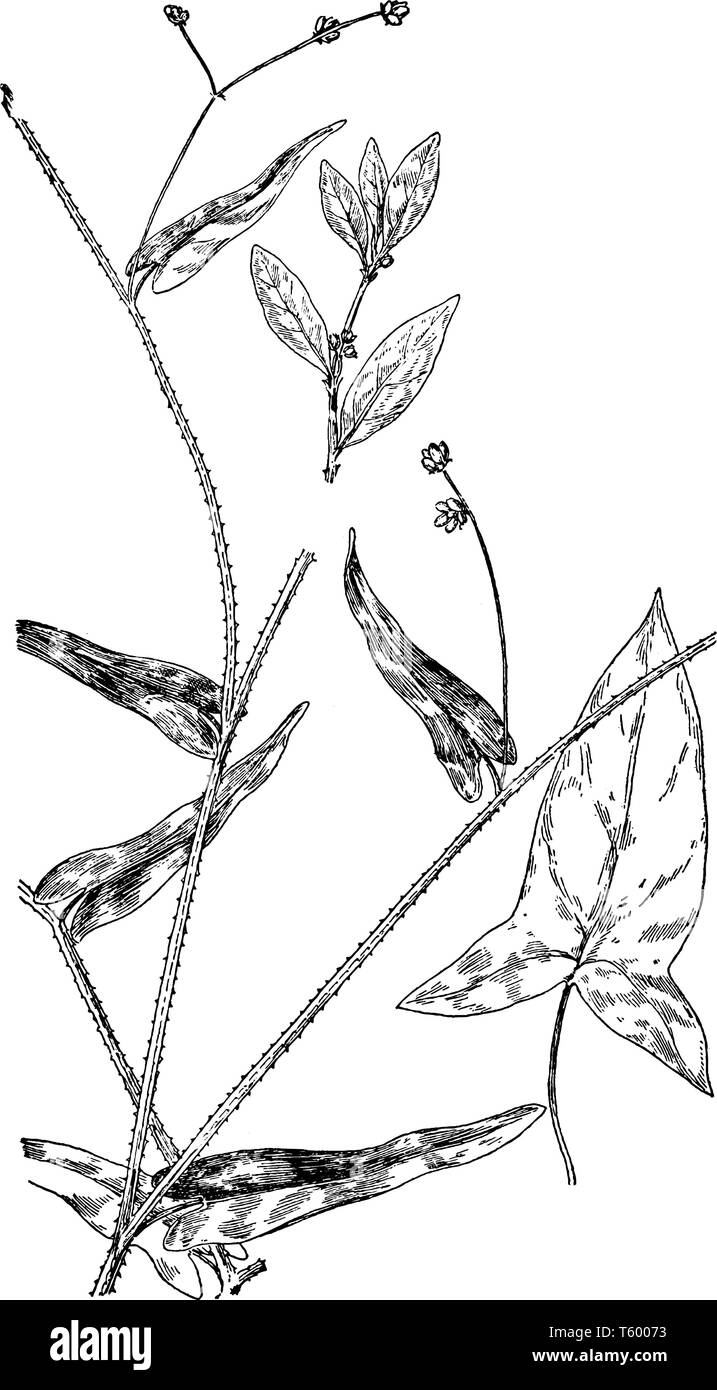 Buckwheat is known as Fagopyrum Esculentum. It is much-branched annual ...