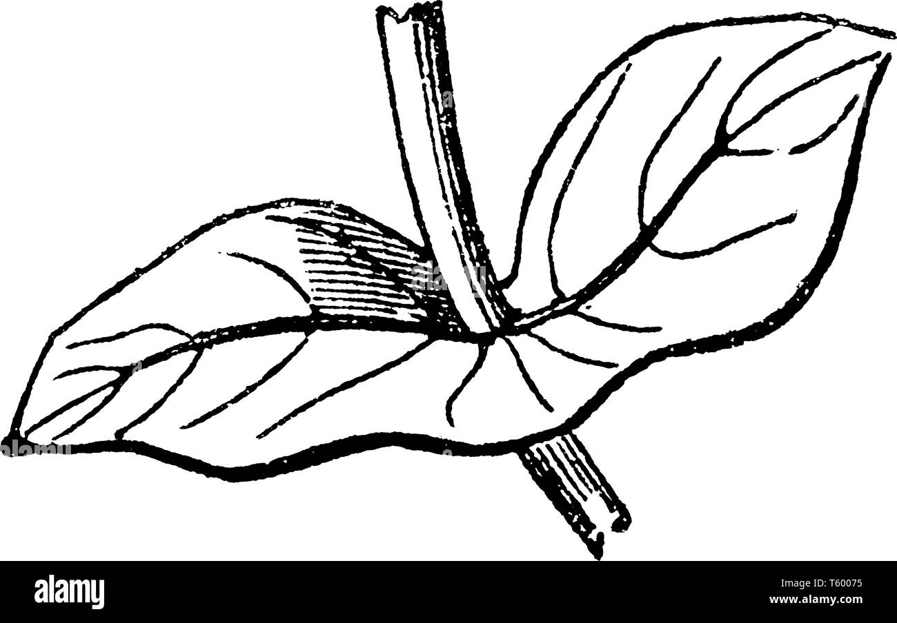 This is a image of Two leafs connected to each other, vintage line ...