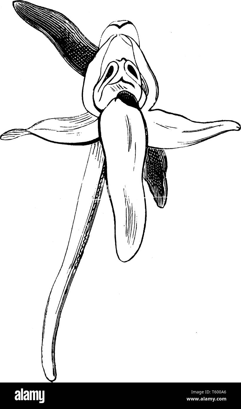 The flowers are white and the length of the stem is about half. Flowers ...