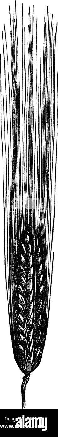 Long hairy plant Stock Vector Images - Alamy