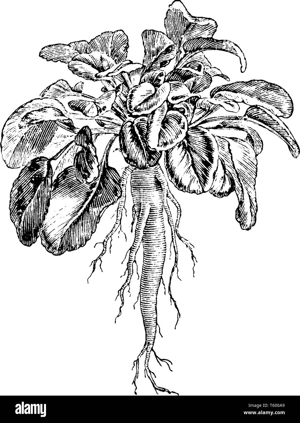 This picture is showing a rampion. It grows underground. It is type of ...