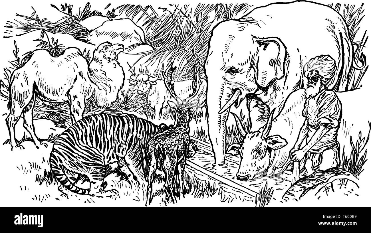 Animals where Group of animals gathered at a water trough, vintage line ...