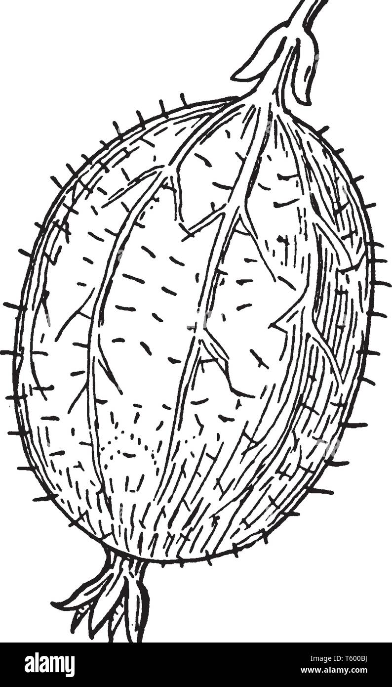 This is an image of type of Berry. It is oval shaped, vintage line ...