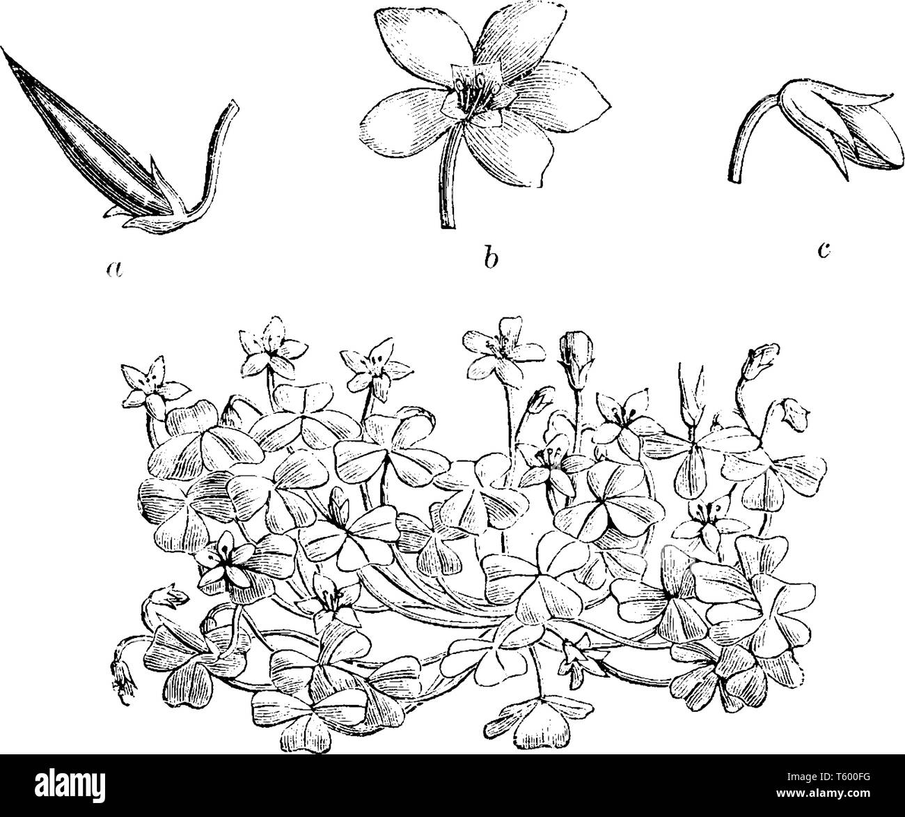 Oxalis Corniculata flowers are yellow and expanded, vintage line ...