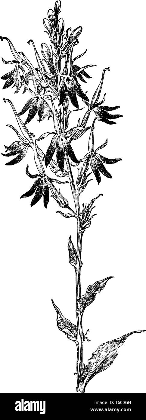 Vibrant cardinal Stock Vector Images - Alamy