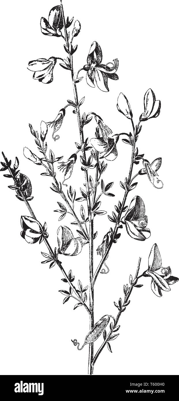 Wide thick Stock Vector Images - Alamy