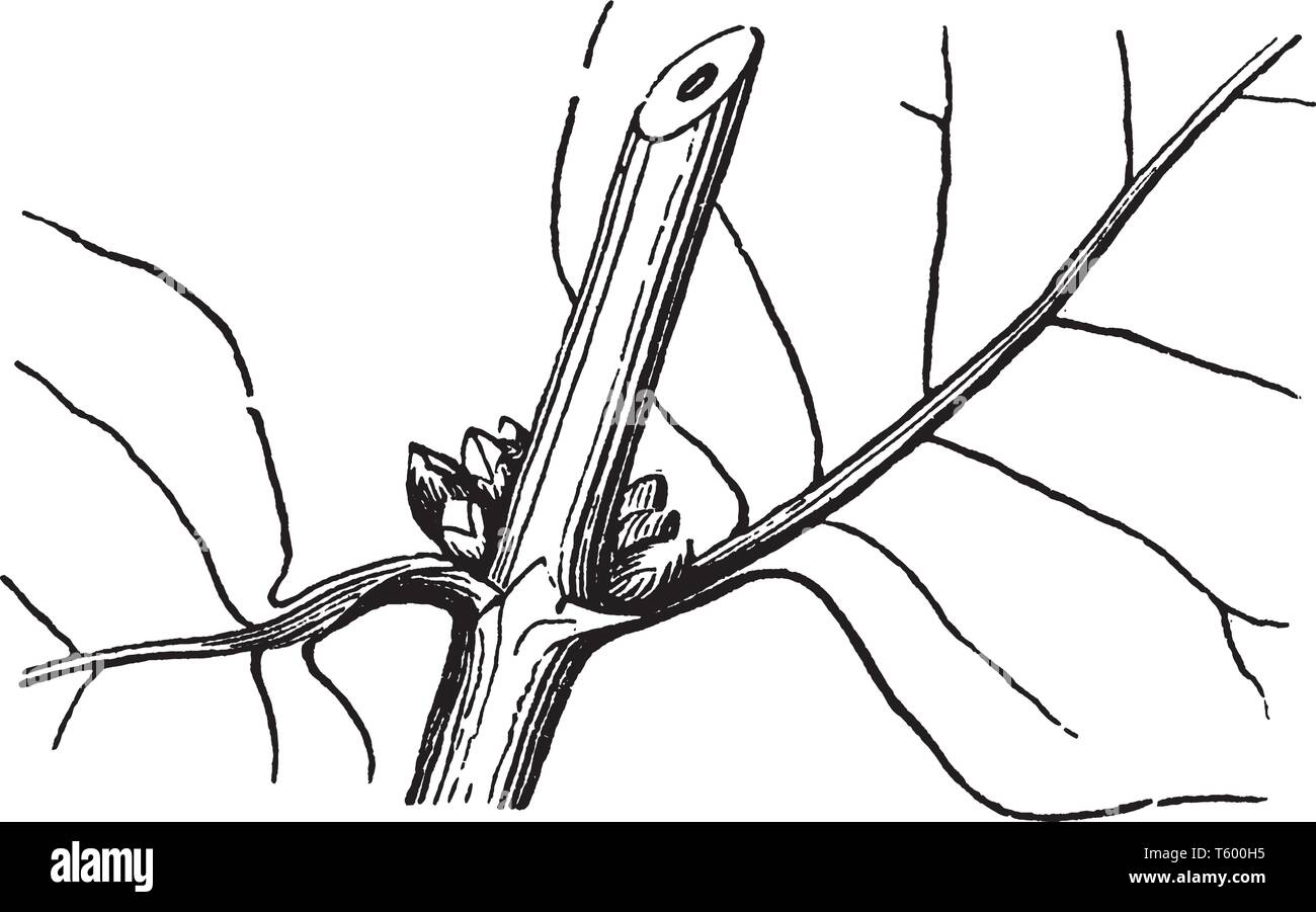 This picture is showing Tartarean of Honeysuckle with their axil and ...