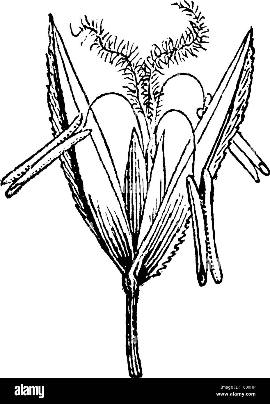 This picture showing on grass flower, they are some anther attach on ...