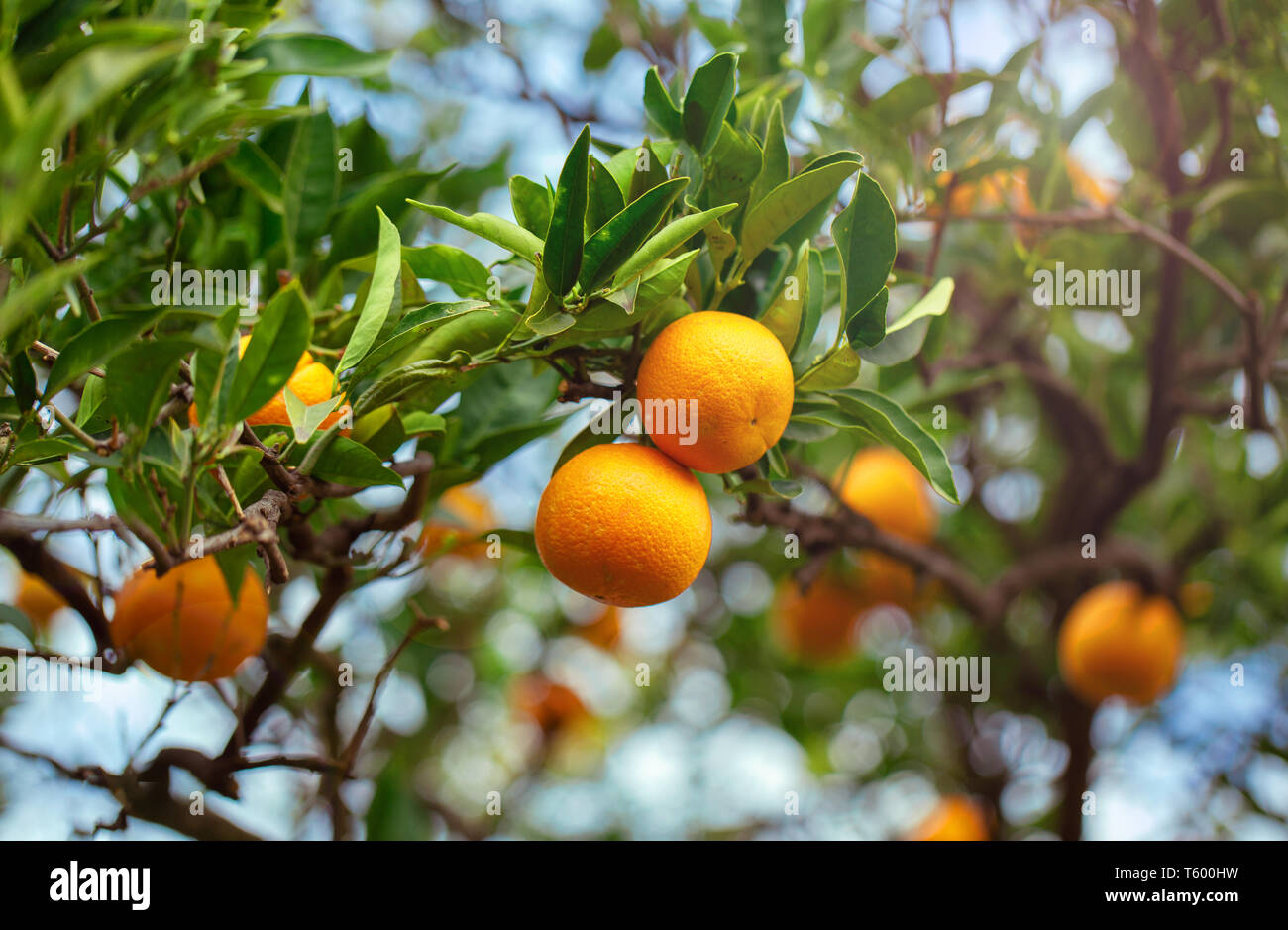 Juicy tangerines on a tree branch in the rays of the sun against the ...