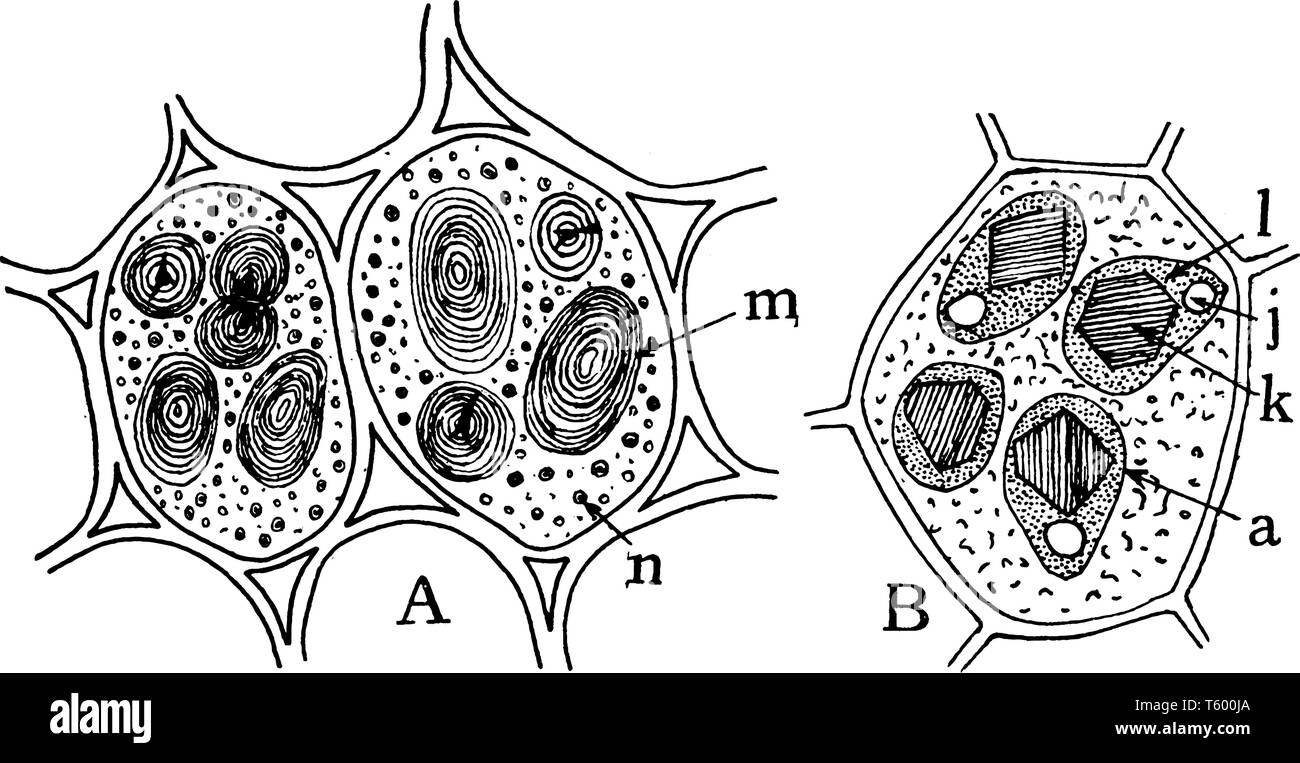 These are parts of seed of garden bean where n, aleurone grains; m ...