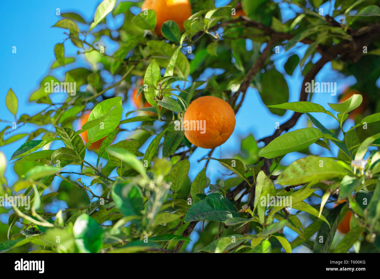 Mandarin in the rays of the sun hi-res stock photography and images - Alamy