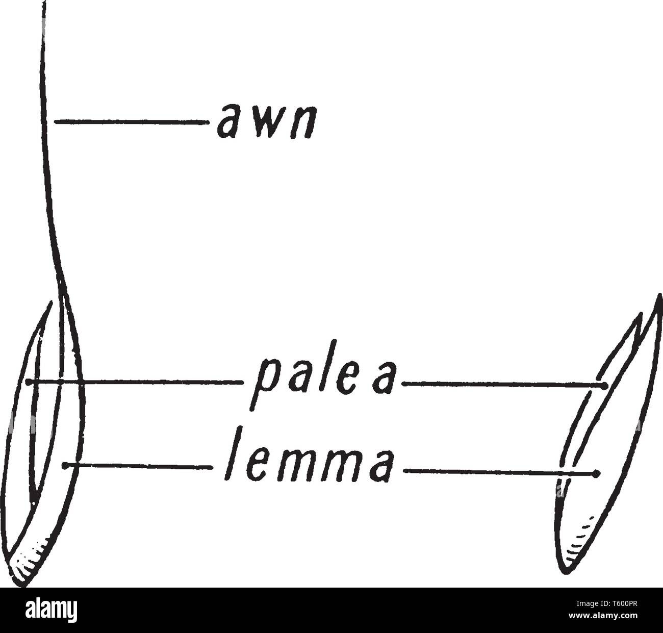 Palea Stock Vector Images Alamy