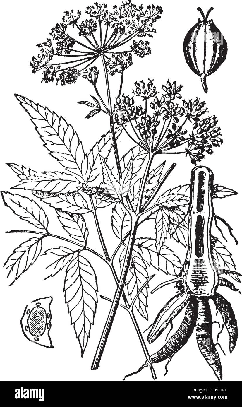 Picture shows the Hemlock plant. It is a tall, much branched and ...