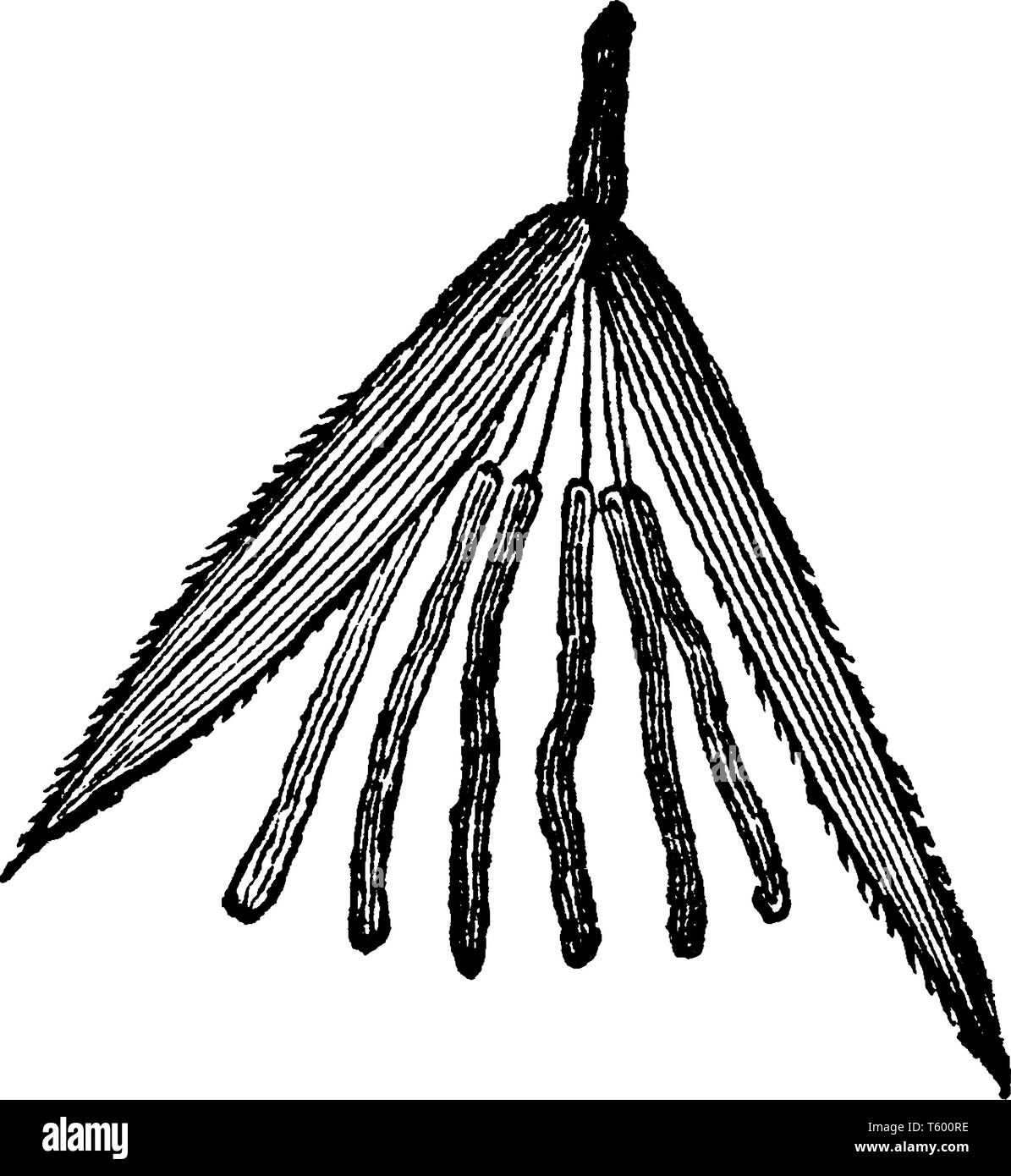 This picture showing of Indian rice grass, the flower starting to grow ...