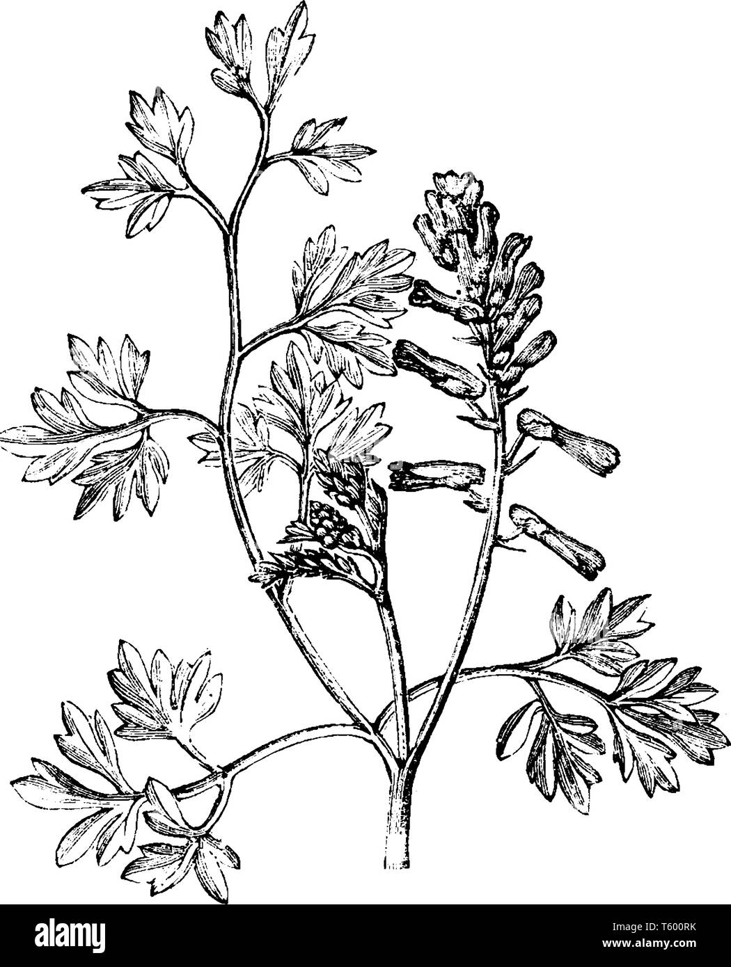 Fumitory is a very useful herb for skin problems as we see in picture ...