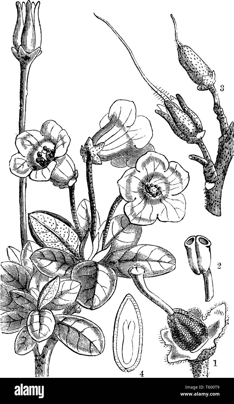 Thick oval Cut Out Stock Images & Pictures - Alamy