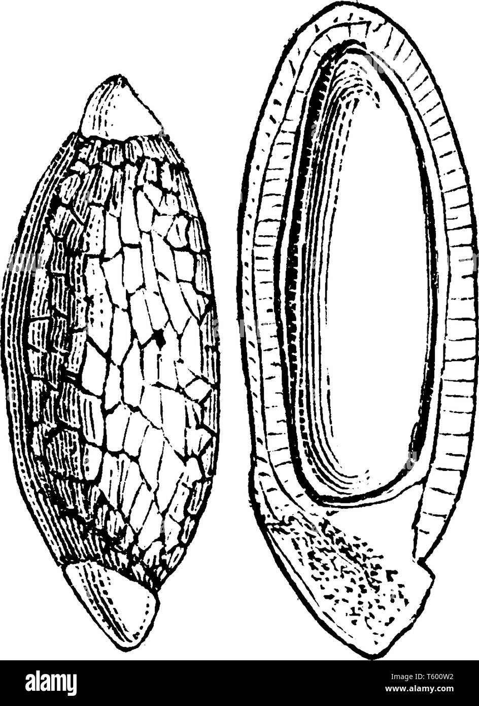 Endosperm Stock Vector Images - Alamy