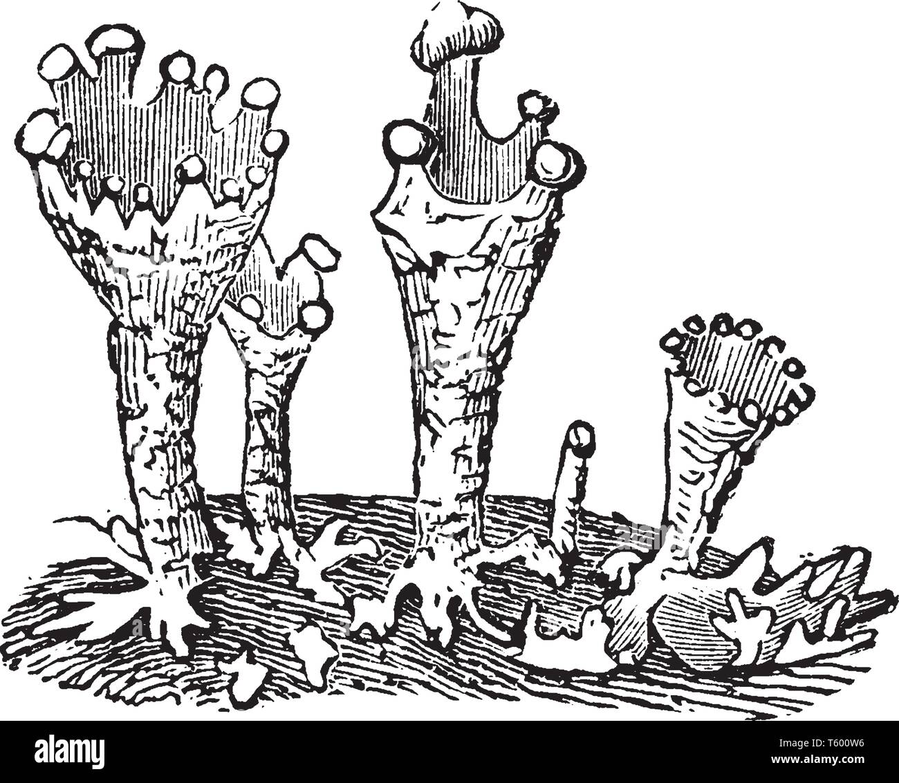 Lichens and moss Stock Vector Images - Alamy