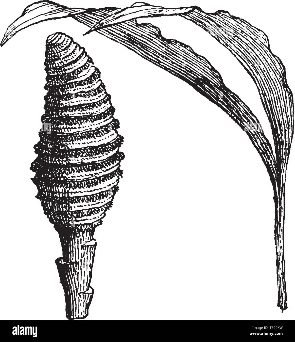 Cyclanthus family Stock Vector Images - Alamy