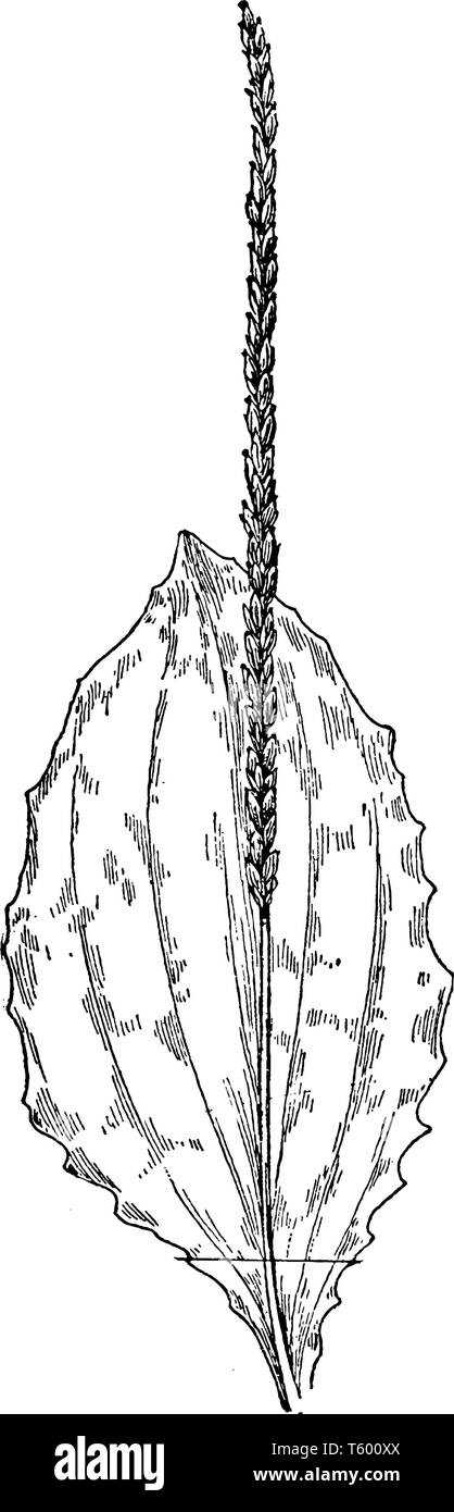 Taproot plant Black and White Stock Photos & Images - Alamy