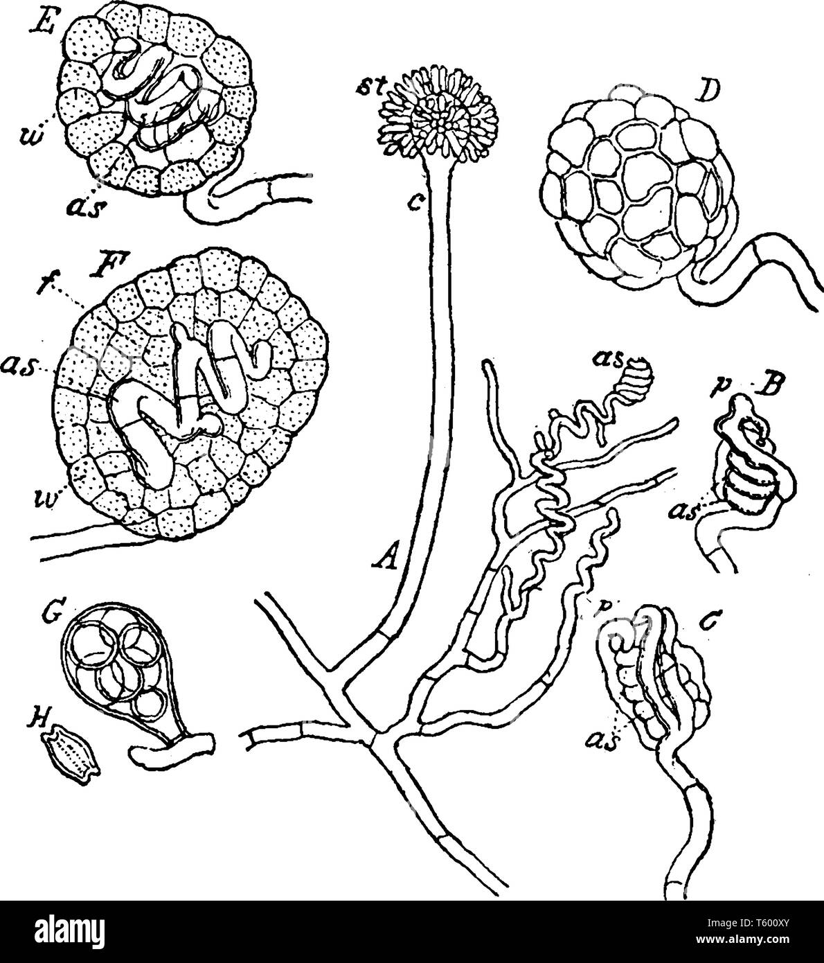 Sterigmata Cut Out Stock Images & Pictures - Alamy