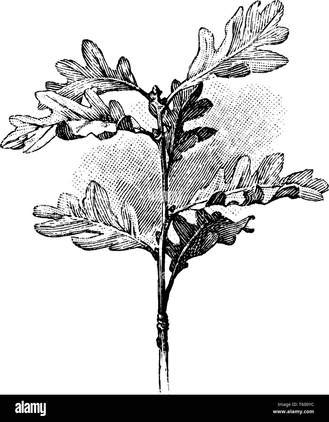 Oak Tree Line Drawing