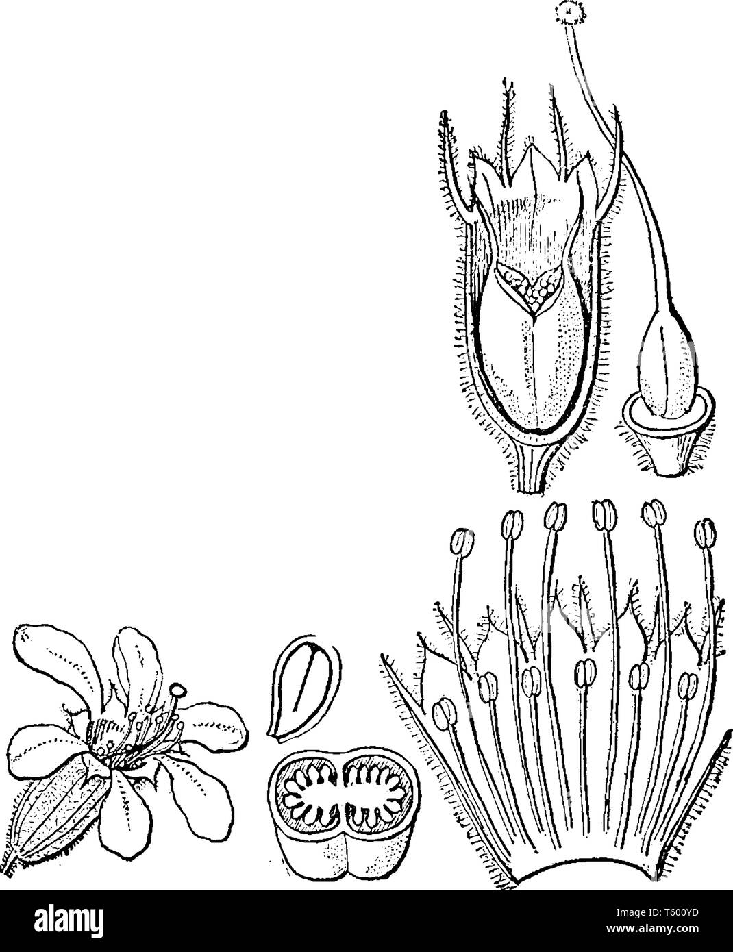This is an image of flower's section of Purple Loosestrife. It has pink ...