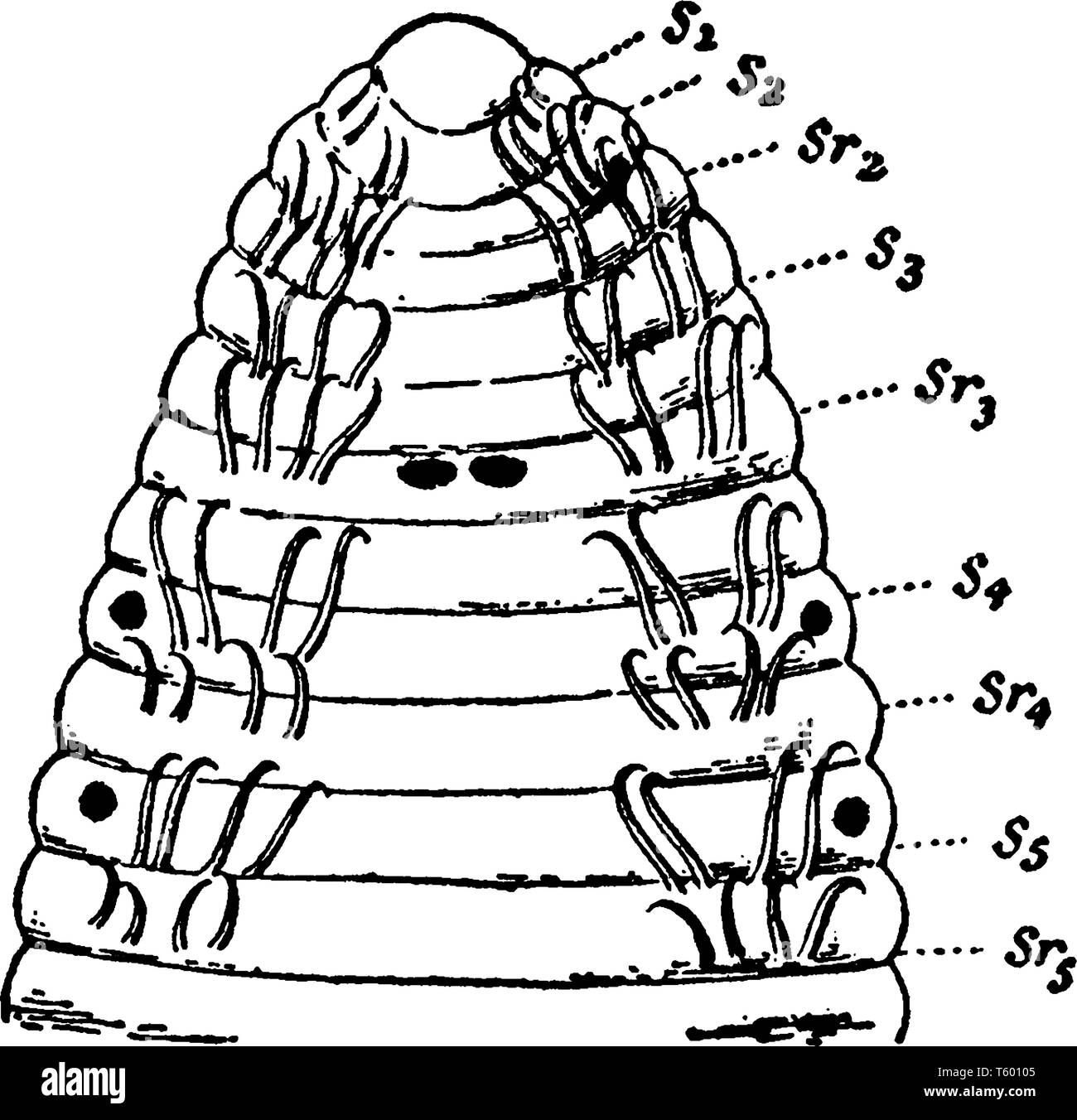 Acanthobdella is a member of the annelid family, vintage line drawing ...
