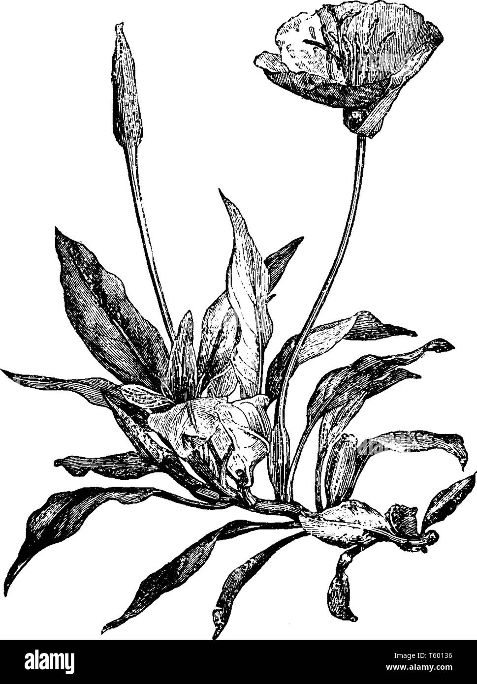 The flowers are large and yellow. The leaves are broad. It is a ...