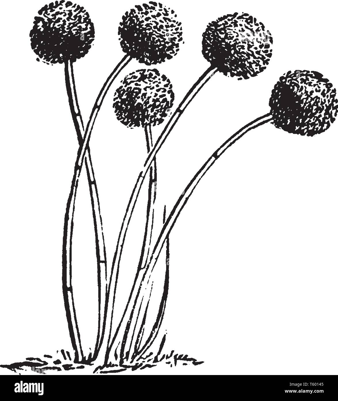 Aspergillus black Stock Vector Images - Alamy