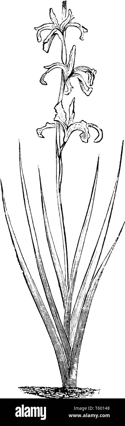 Tall Flower Outline Clip Art