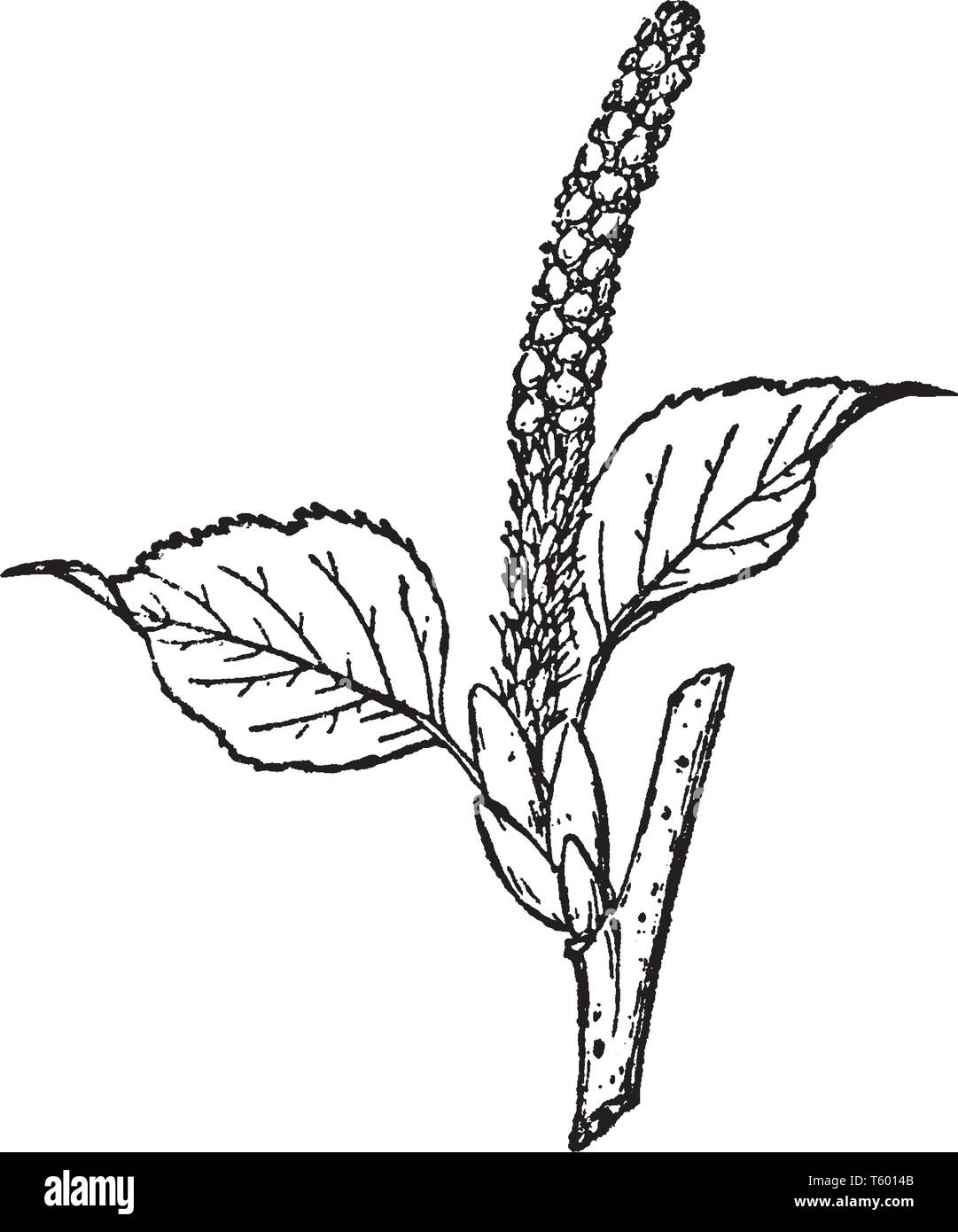 The picture of Catkin of Canoe Birch. There are two heart-shaped leaves ...