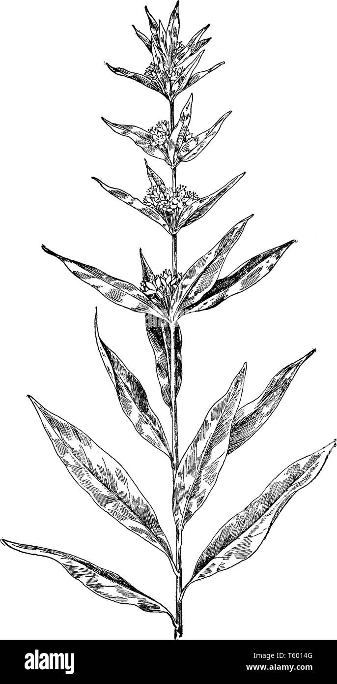 Lance shaped leaves Stock Vector Images - Alamy