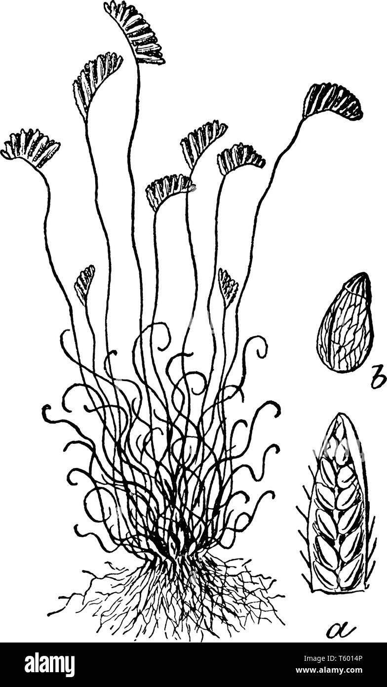 Curly fern Stock Vector Images - Alamy