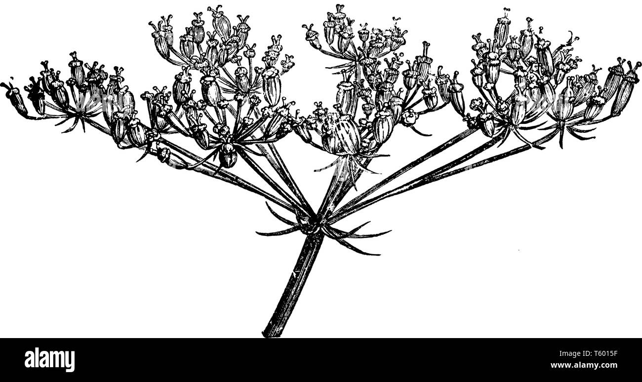 Picture shows the umbel of Heracleum Sibiricum plant. Plant has pinkish ...