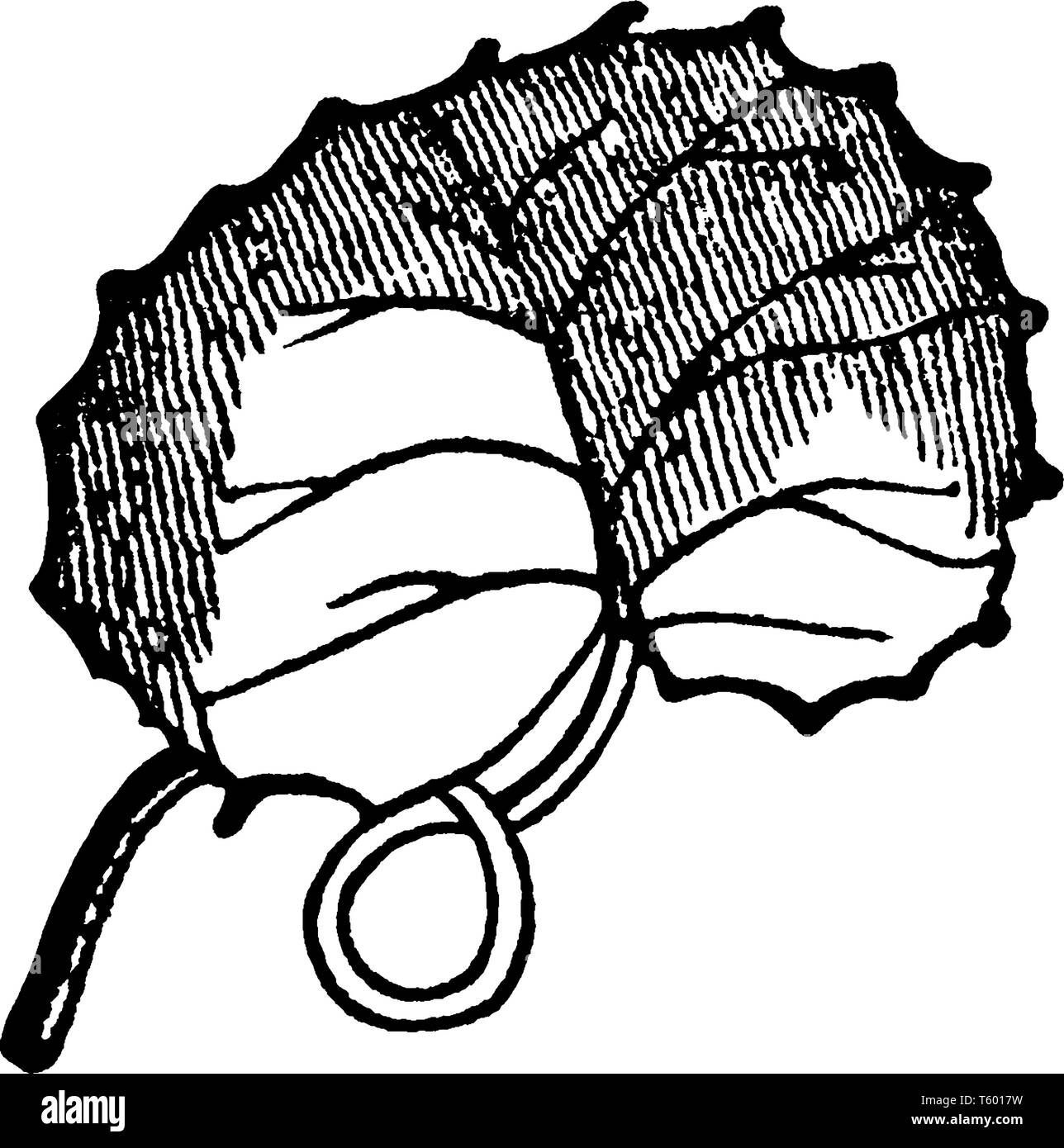 Kidney shaped leaf Stock Vector Images - Alamy