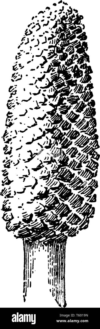 Cycads family Stock Vector Images - Alamy