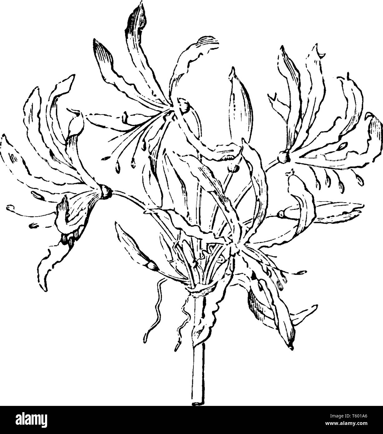 Dainty pink flowers Stock Vector Images - Alamy