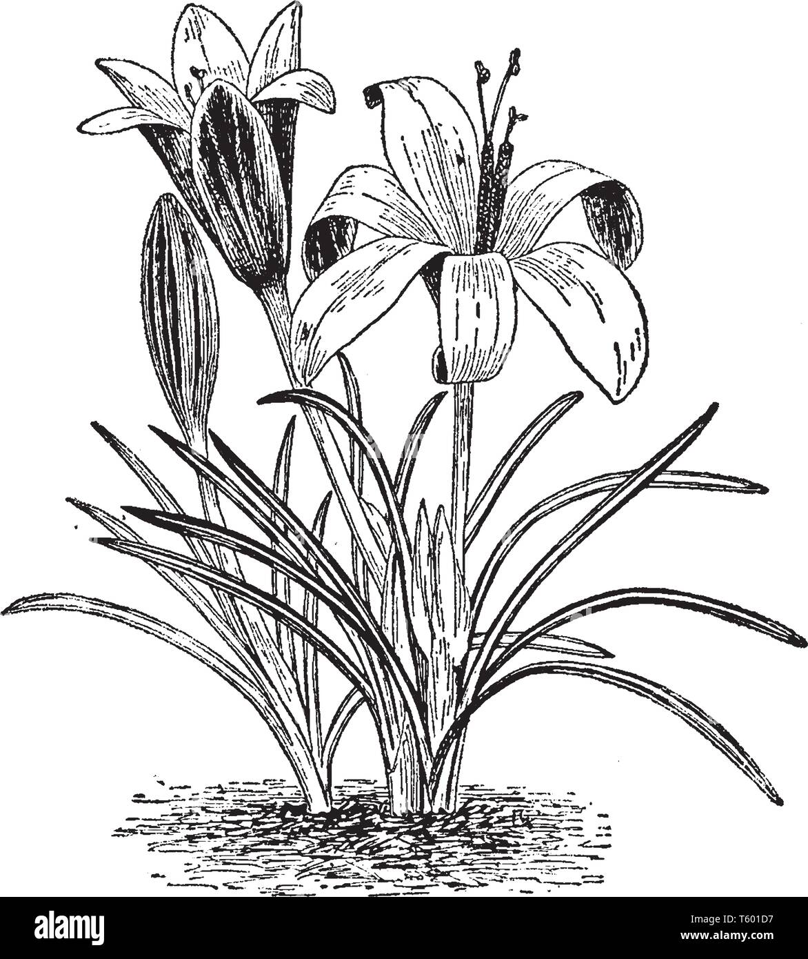 This plant used in garden, it is beautiful flowering plant, Light ...