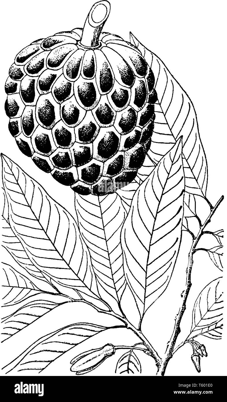 This is a fruit of small well branched tree and also known as sugar ...