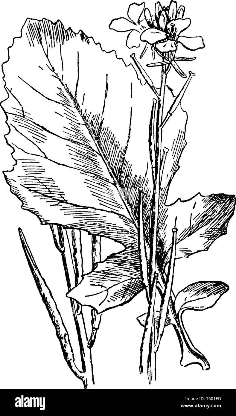 Native to tropical africa Black and White Stock Photos & Images - Alamy