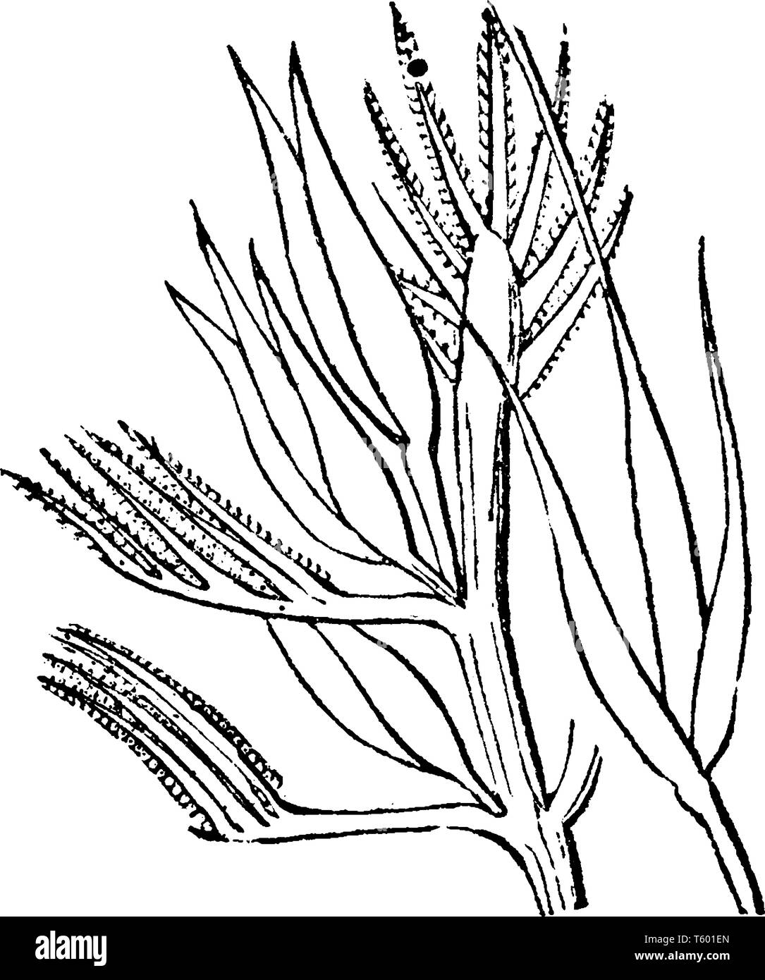 Flower cluster spike Stock Vector Images - Alamy