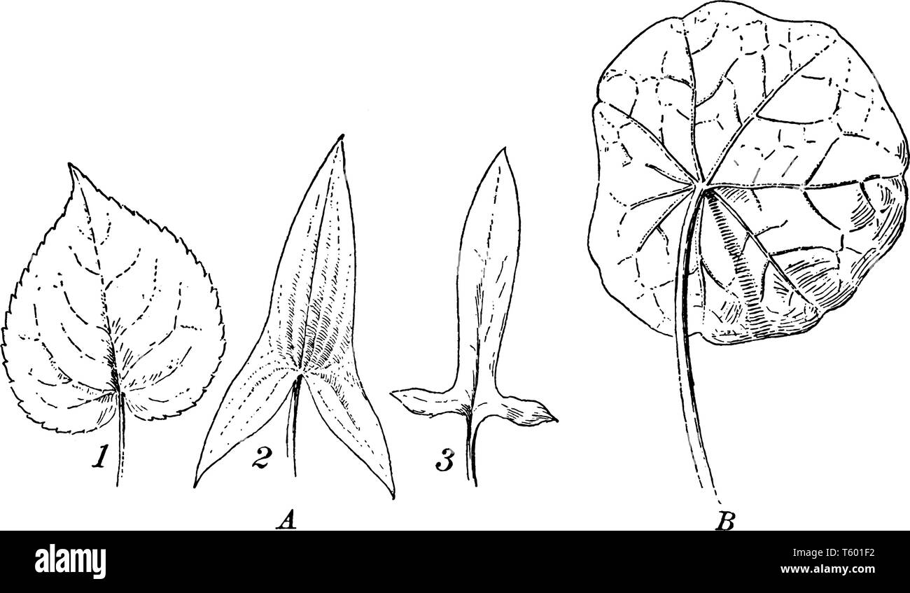 Basel Stripe Wallpaper Clipart